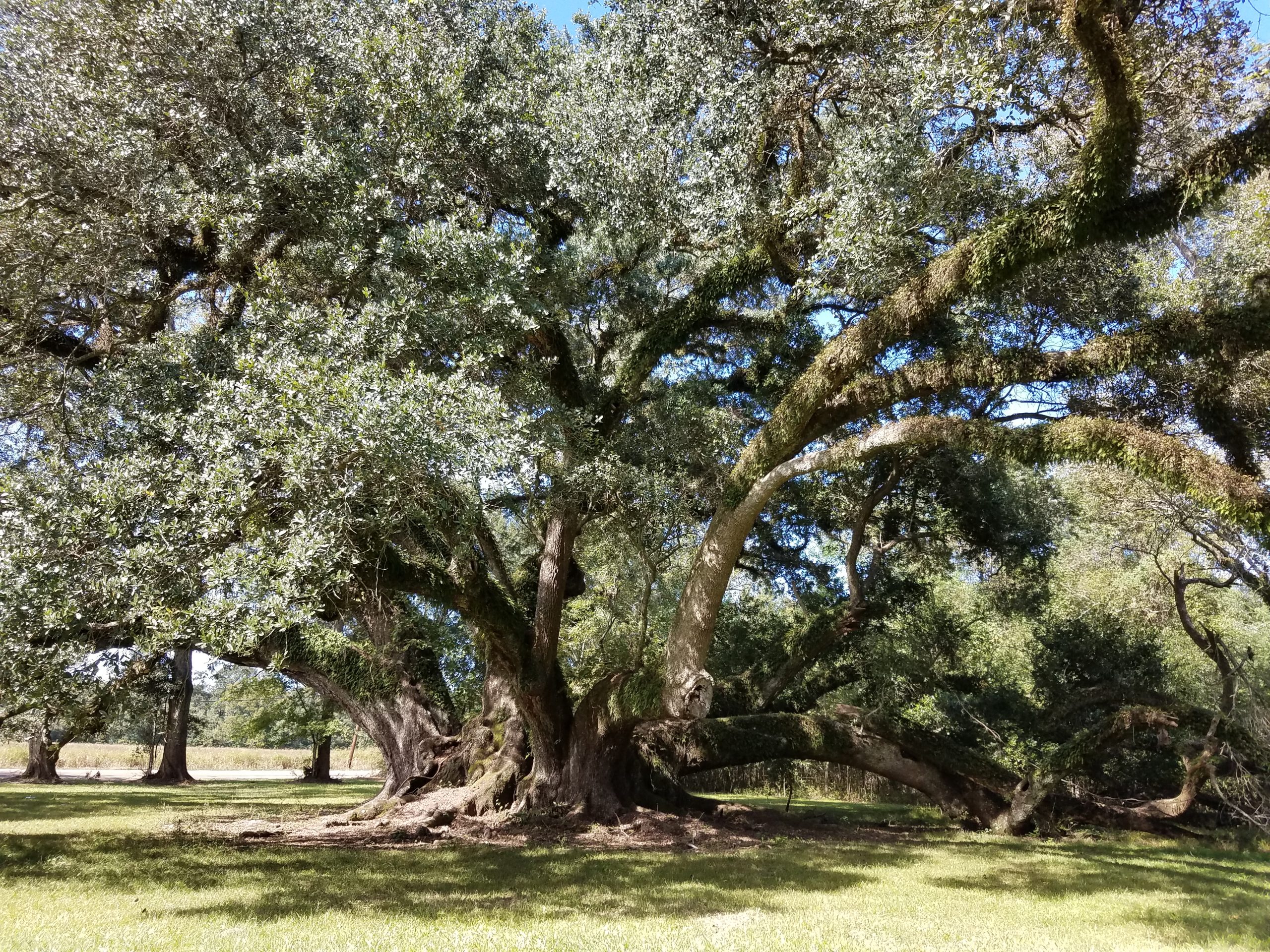 Lastrapes Seven Brothers Oak | Broussard & Youngsville LA Area News ...