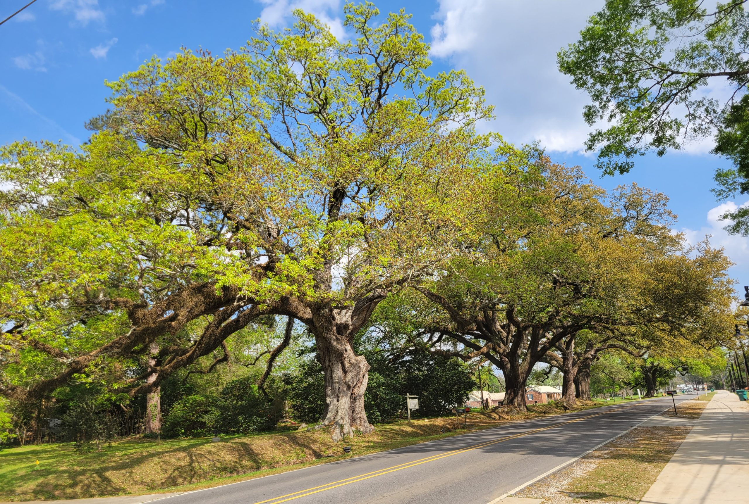 Old Oak Trees Along Main Street | Broussard & Youngsville LA Area News ...